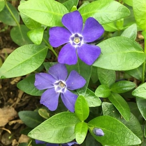 Vinca Minor | Common Periwinkle | Evergreen Groundcover | Trailing ...