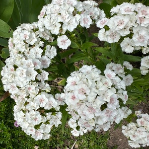 Carnations, Sweet William, Dianthus Tall Mix, Perennial Flower ...