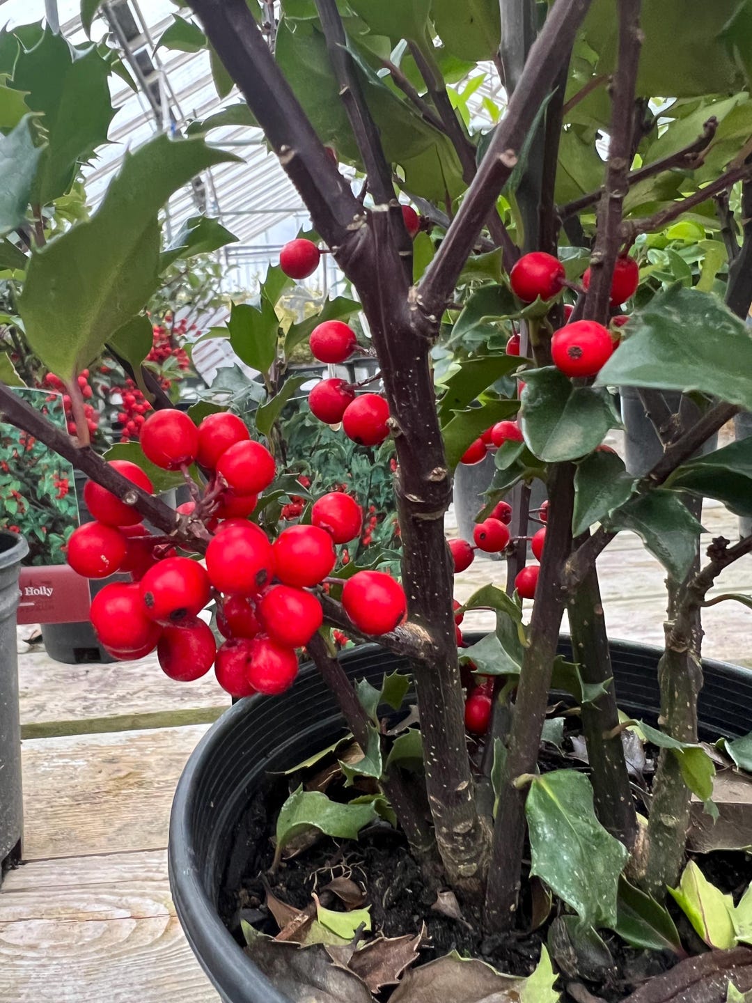 Ilex X Meserveae 'blue Girl' | Holly, Evergreen Shrub - 1 Gallon Pot - Etsy
