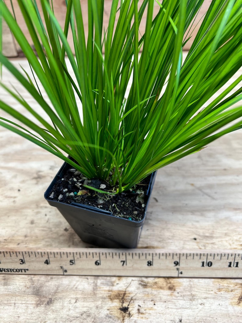 Acorus Gramineus 'ogon' | Golden Sweet Flag, Evergreen Ornamental Grass ...