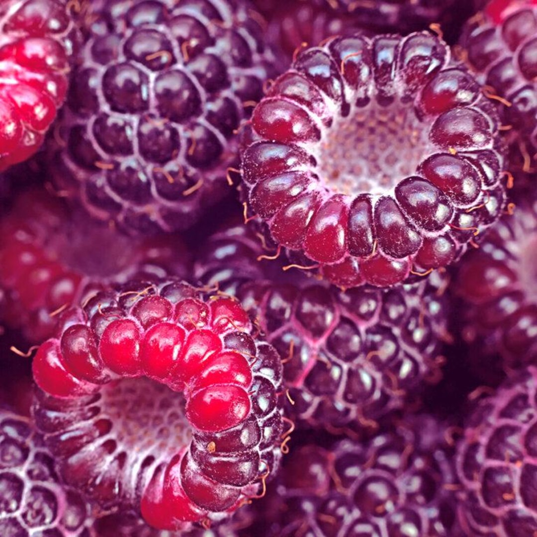 Berry Plant | Raspberry Royalty Purple | Rubus Idaeus | Large Sweet ...