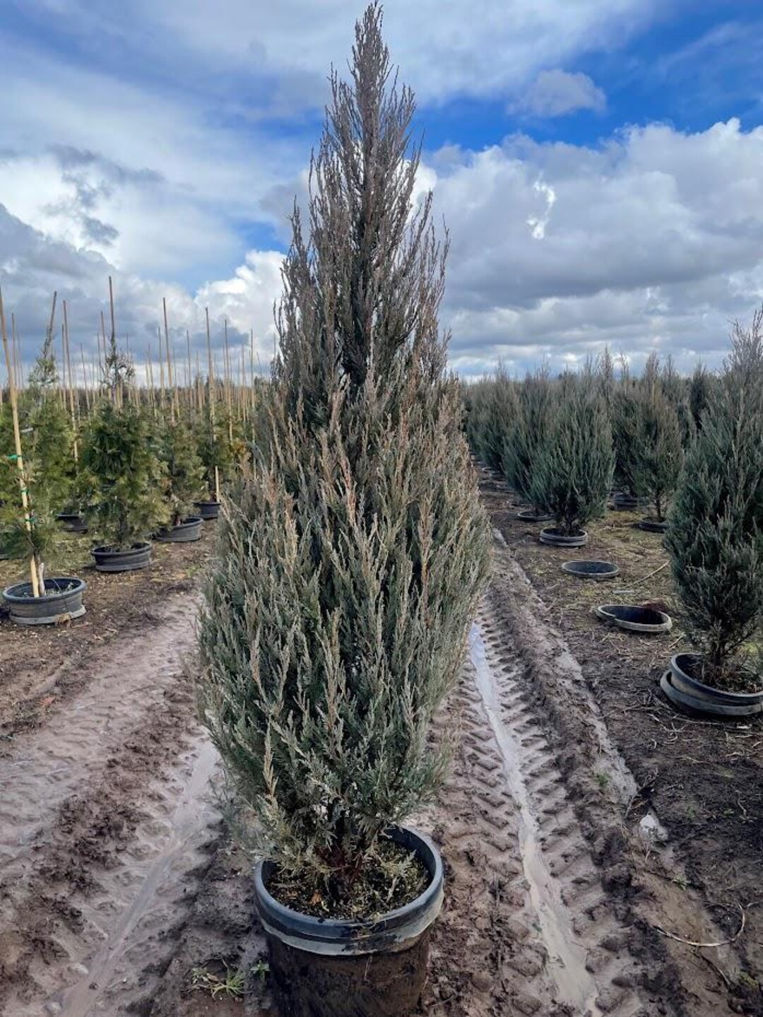 Juniperus Scopulorum 'blue Arrow' | Narrow Upright Evergreen Conifer ...