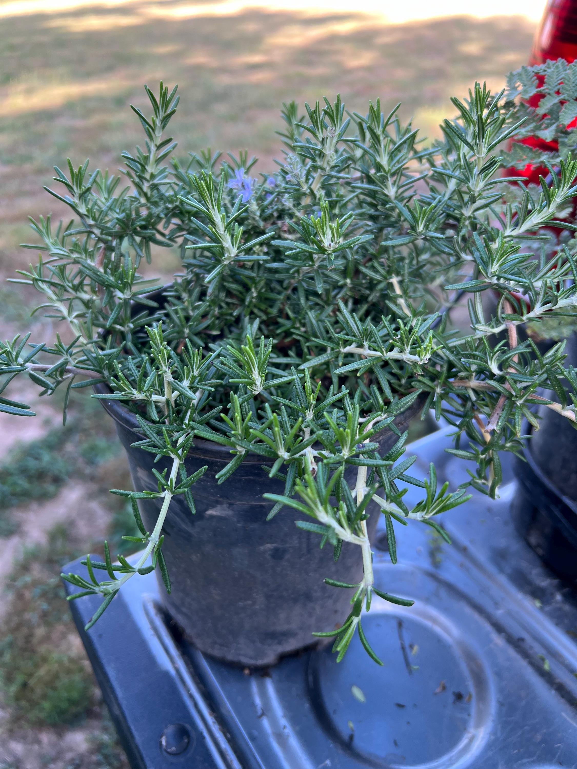 Rosmarinus Officinalis | Trailing Rosemary, Fragrant Evergreen ...