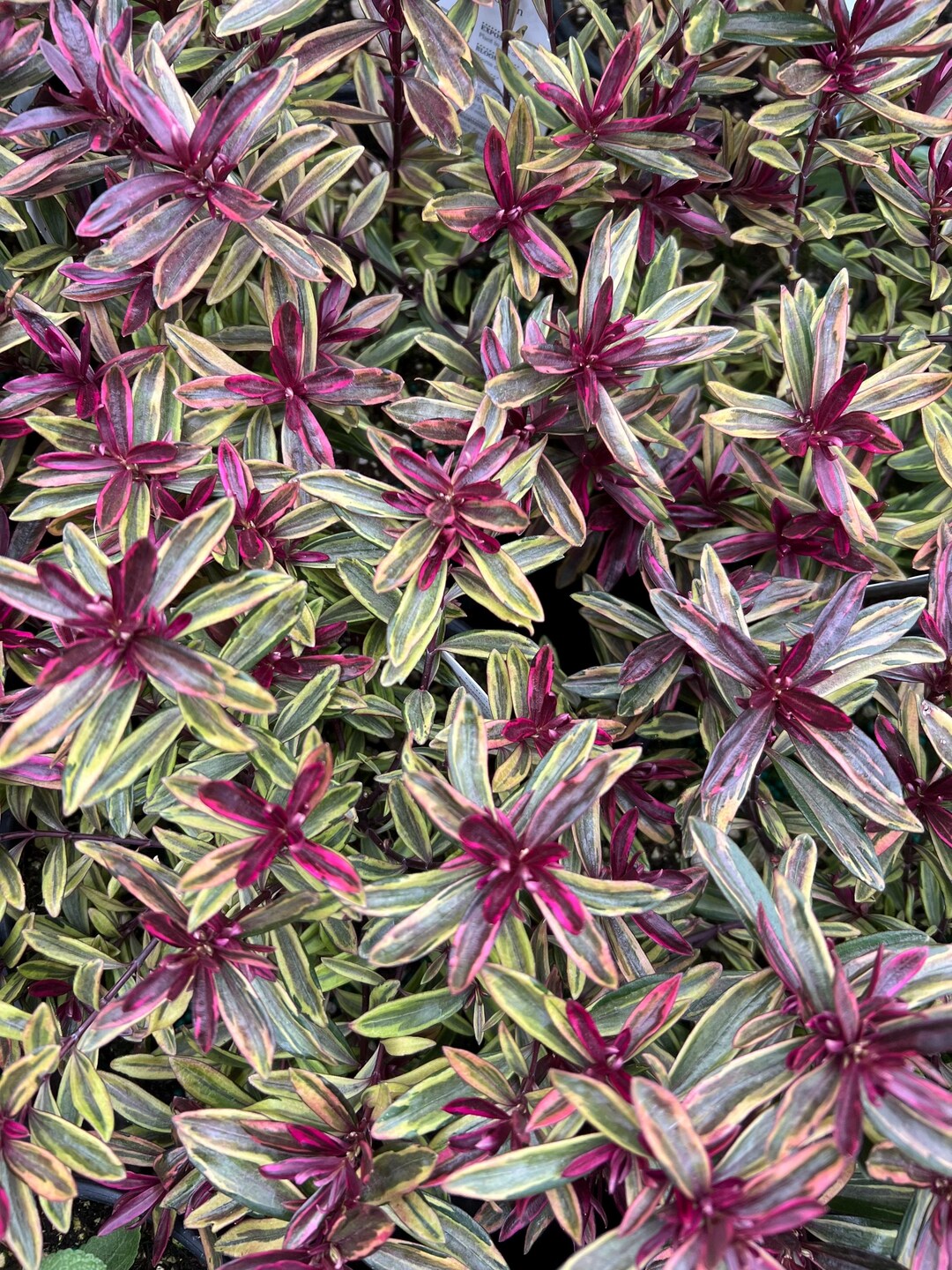 Hebe 'purple Shamrock' | Variegated Evergreen Shrub | Flowering | USDA ...