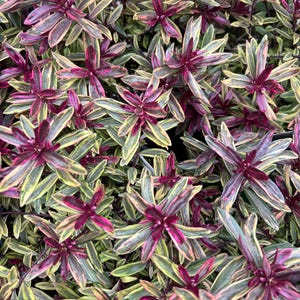 Hebe 'purple Shamrock' | Variegated Evergreen Shrub | Flowering | USDA ...