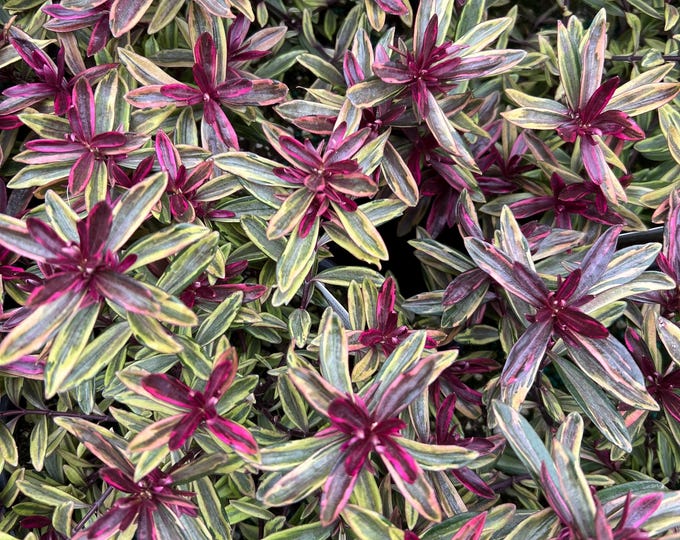 Hebe 'purple Shamrock' | Variegated Evergreen Shrub | Flowering | USDA ...