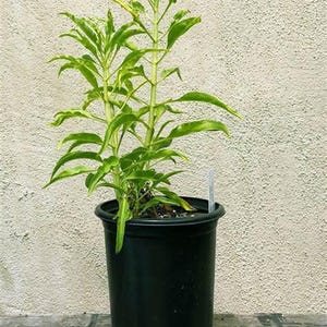 Penstemon 'flock of Flamingos’ | Pink Beardtongue | Semi-evergreen ...