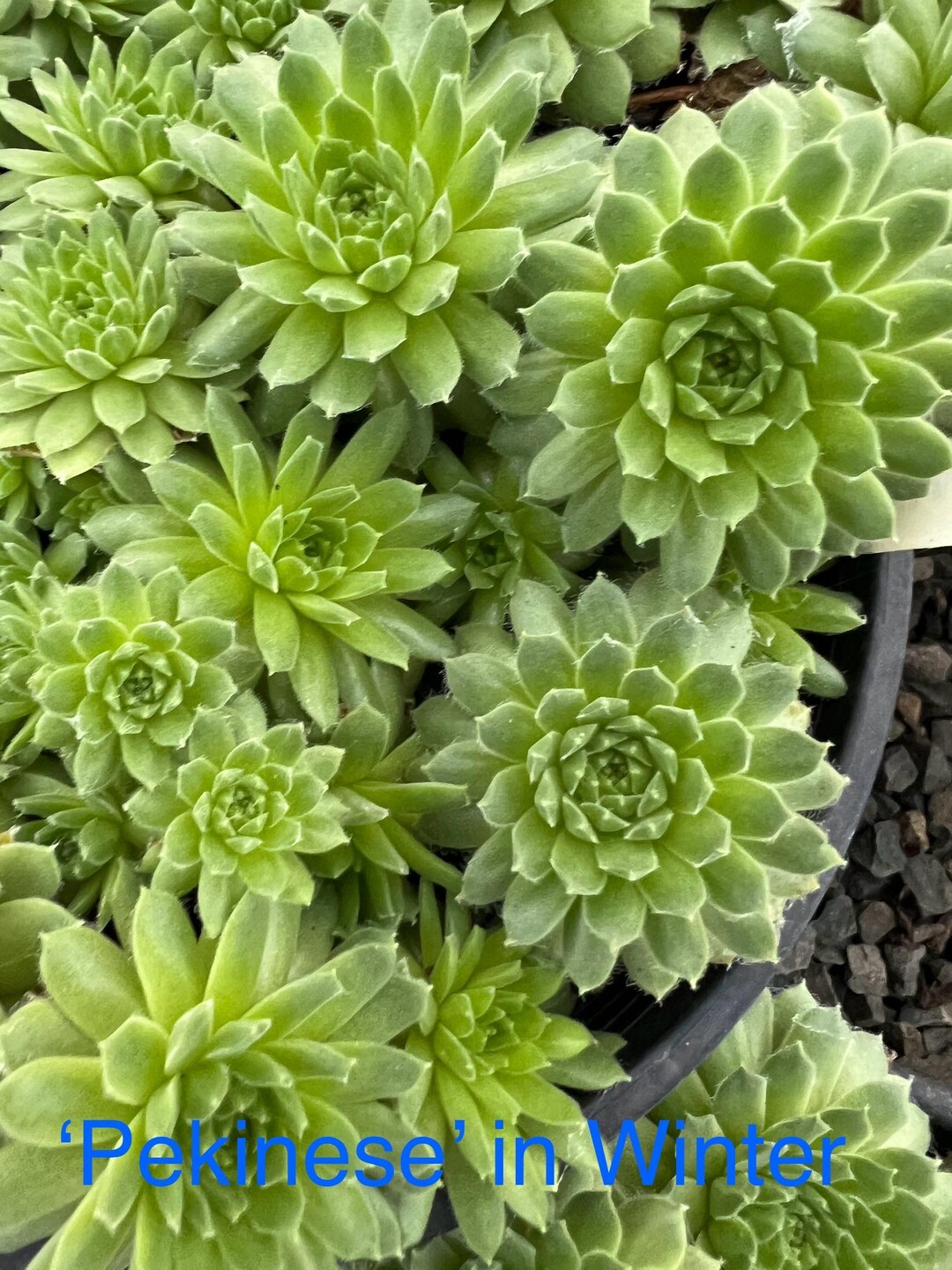 Sempervivum 'pekinese' | Green Hens and Chicks | Evergreen Succulent ...