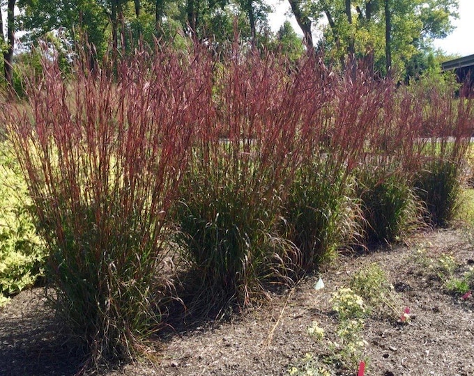 Andropogon Gerardii Dancing Winds, Big Bluestem Grass - 1 Gallon, Well ...