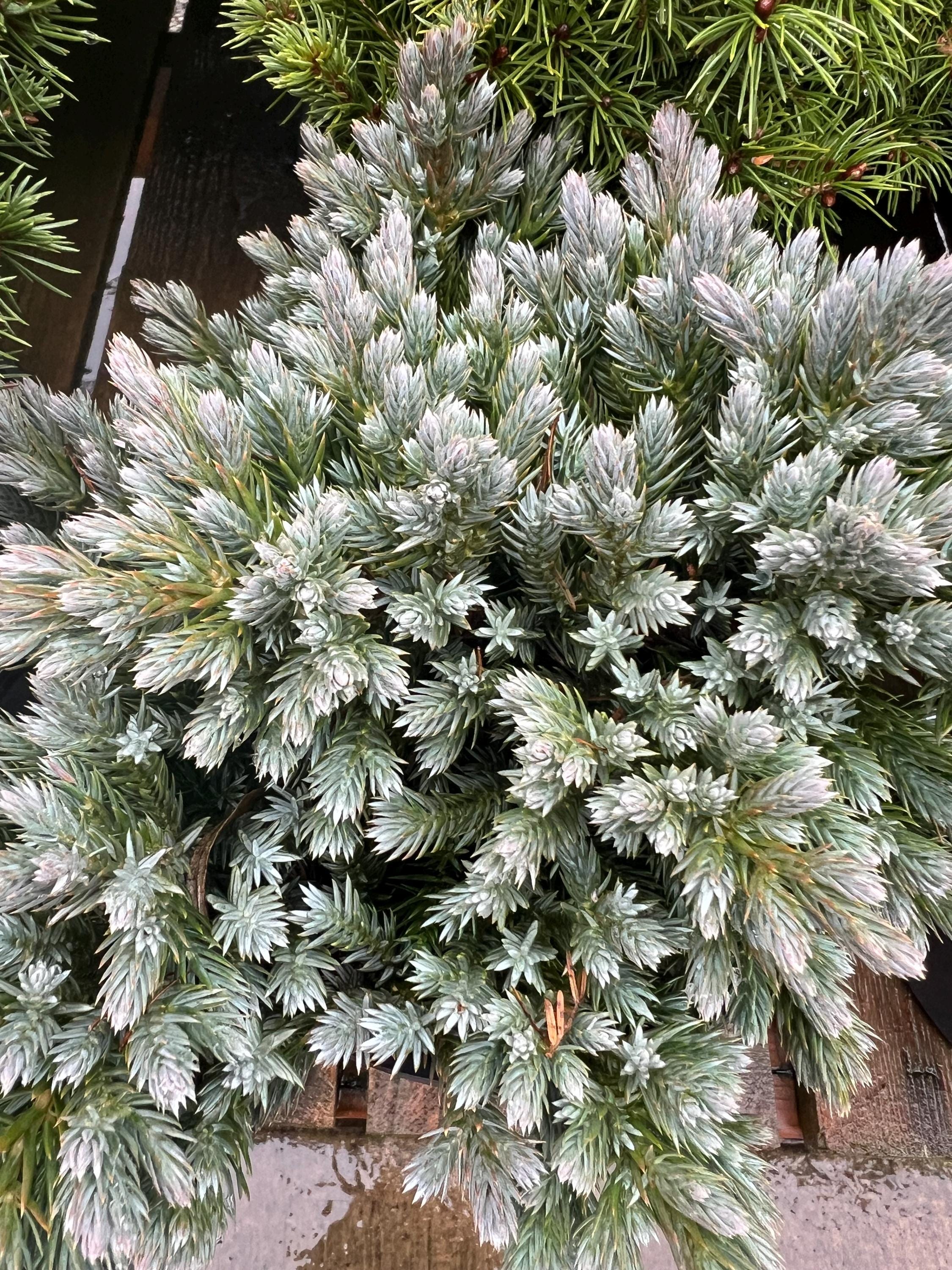 Juniperus Squamata 'blue Star' | Dwarf Blue Juniper, Evergreen Conifer ...