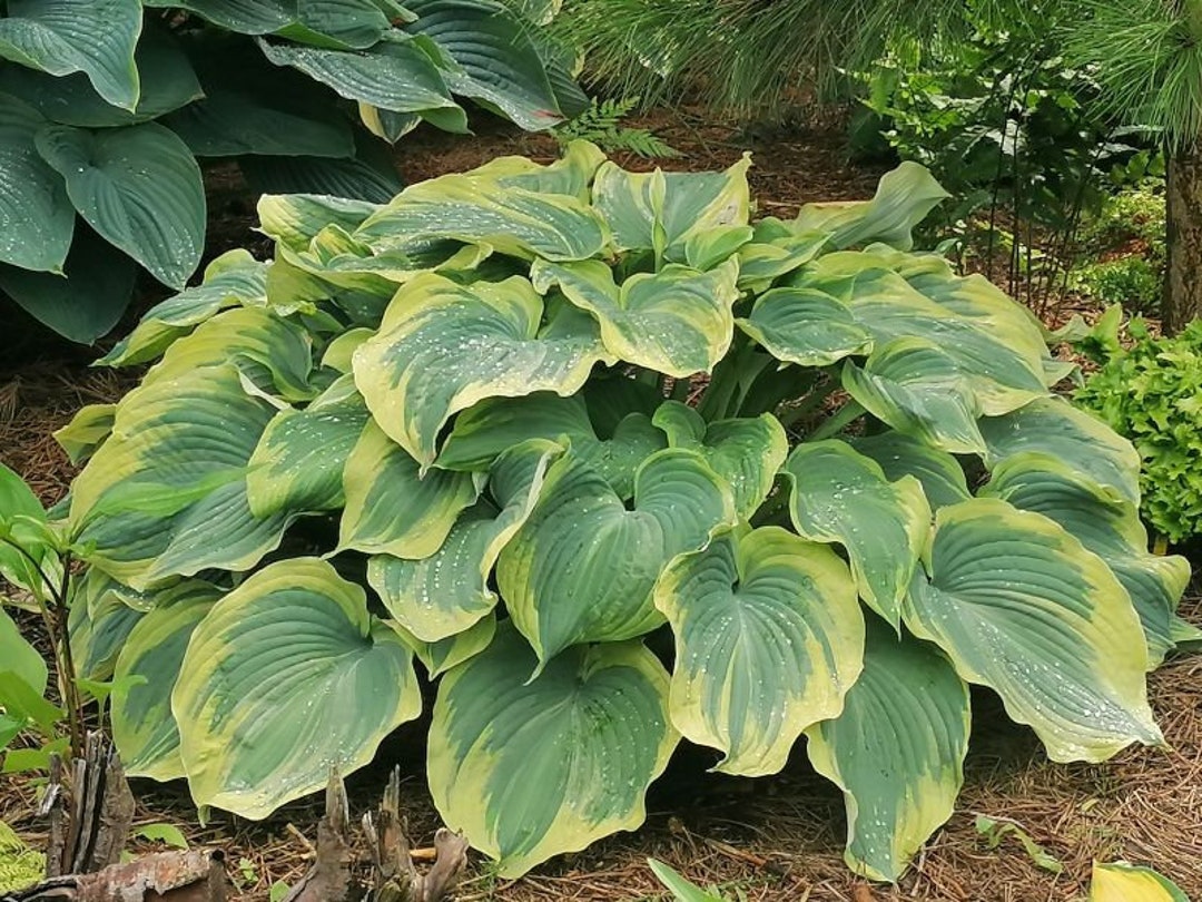 Hosta Earth Angel, Large Variegated Hosta 1 Gallon Pot, Fully Rooted ...