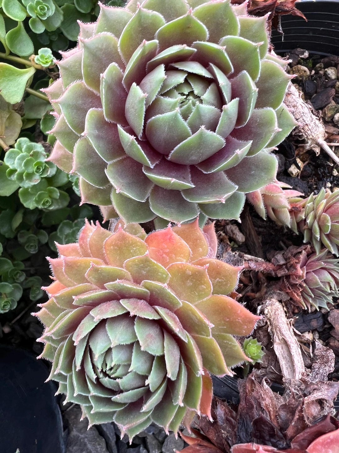 Succulent, Sempervivum Commander Hay, Hens and Chicks Live Plant, Cold ...