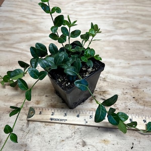 Vinca Minor 'merlot’ | Burgundy Purple Periwinkle | Evergreen ...