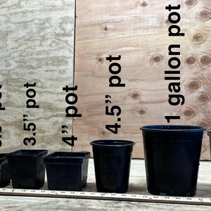 Iris Ensata 'hatsu Kagami' | Pink Japanese Water Iris | Elegant Summer ...