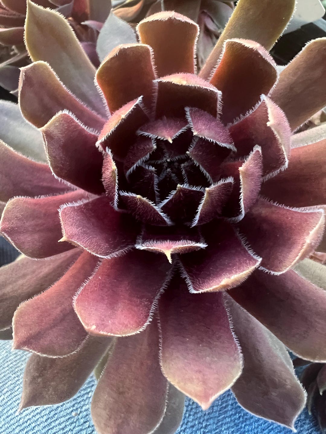 Sempervivum 'ruby Heart' | Blue and Red Hens and Chicks | Evergreen ...