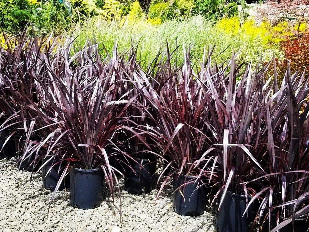 Phormium ‘mat's Merlot’ | Dark Purple Black New Zealand Flax - Etsy