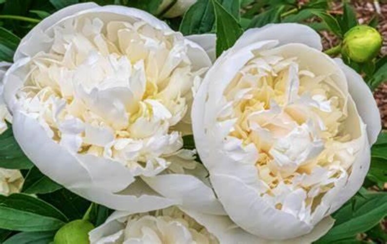 Peony 'duchess De Nemours' | Fragrant Double White Perennial Flower - Etsy