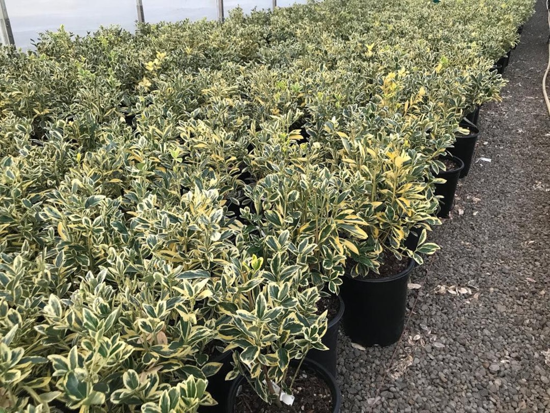 Euonymus Japonicus ‘silver King’ | Low Maintenance Evergreen Shrub - 1 ...