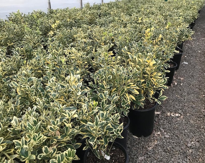 Euonymus Japonicus ‘silver King’ | Variegated Evergreen Shrub | Deer ...