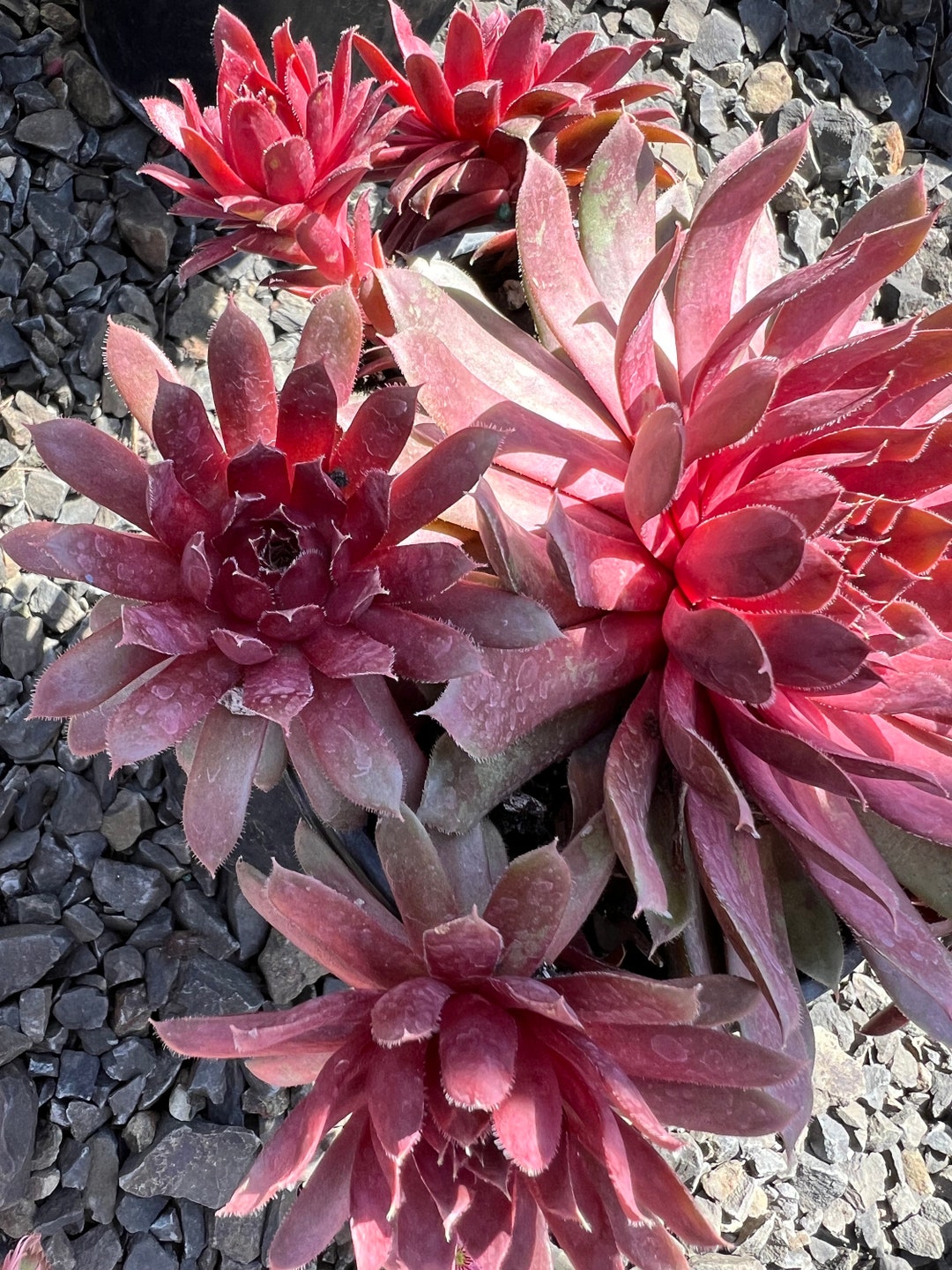 Sempervivum 'royal Ruby' | Ruby Red Hens and Chicks Succulent - Etsy
