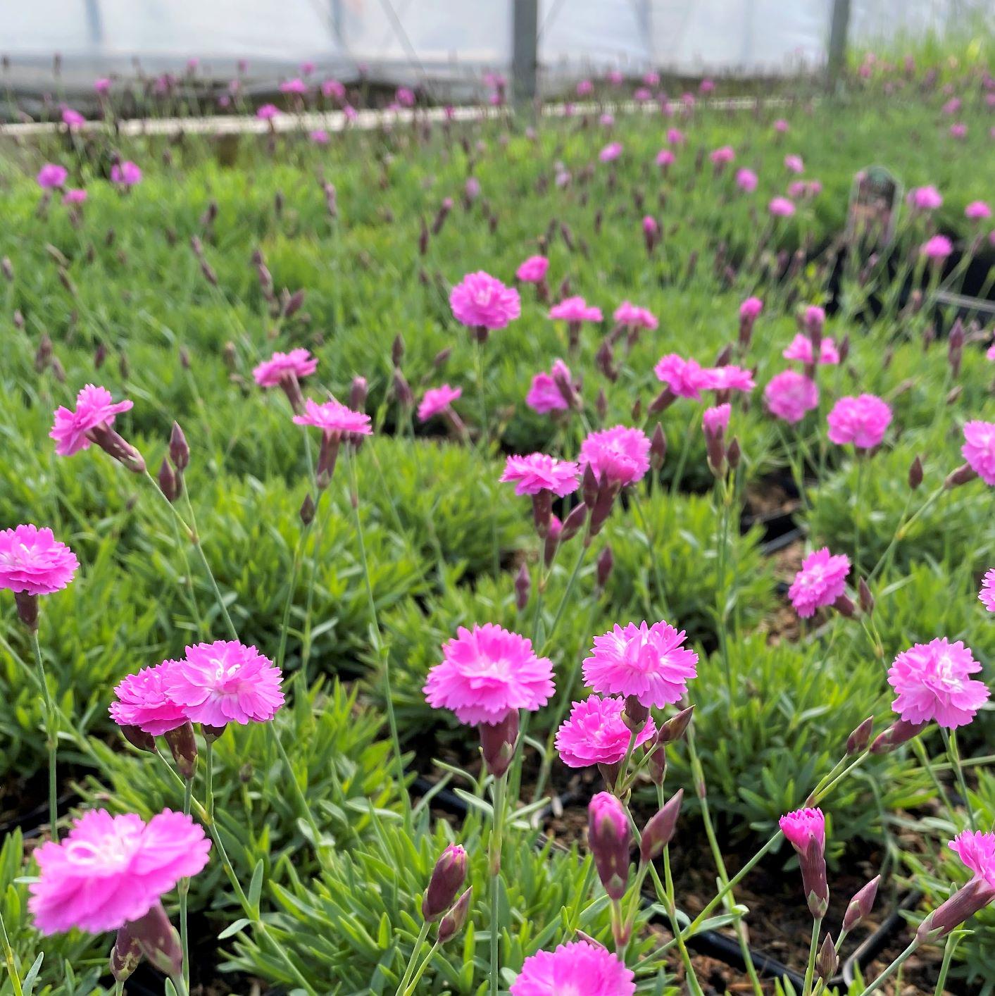 Dianthus 'tiny Rubies' | Compact Pink Sweet William | Fragrant ...