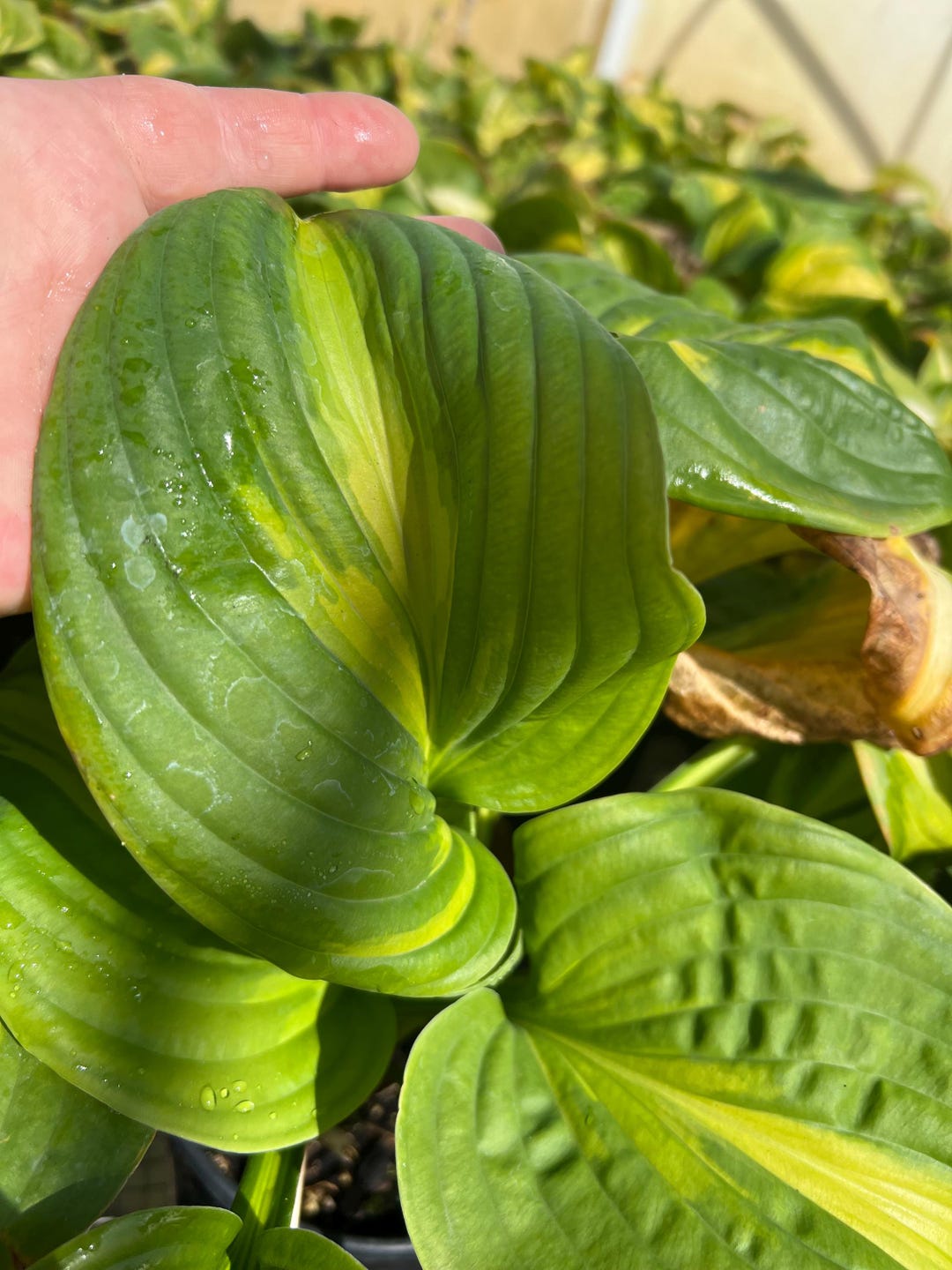 PRE-ORDER Spring Bulbs Hosta Emerald Charger, Variegated Hosta 1 ...