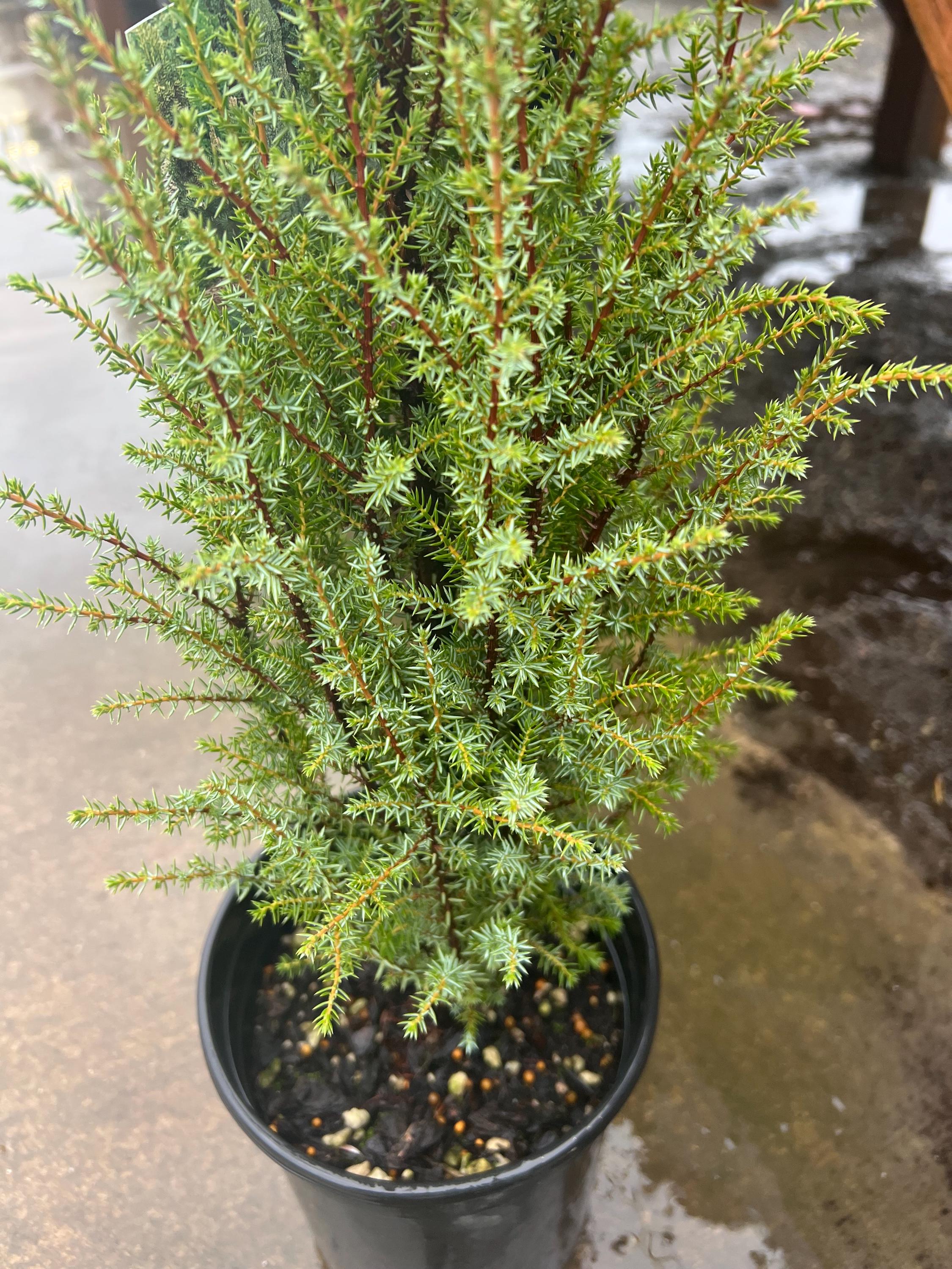 Juniperus Communis 'compressa' | Dwarf Columnar Juniper, Evergreen ...