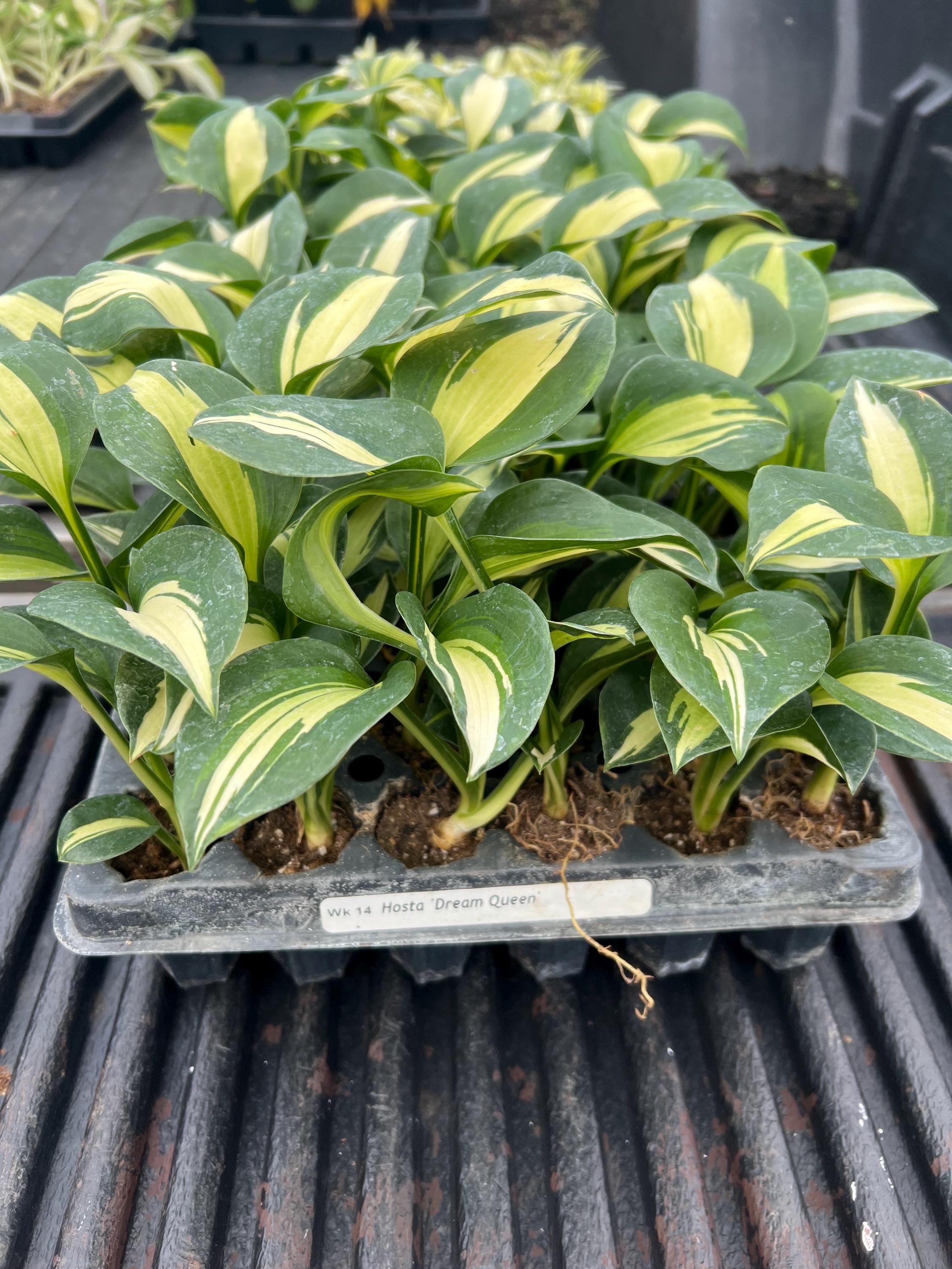 Hosta 'dream Queen' | Medium Variegated Plantain Lily - Etsy