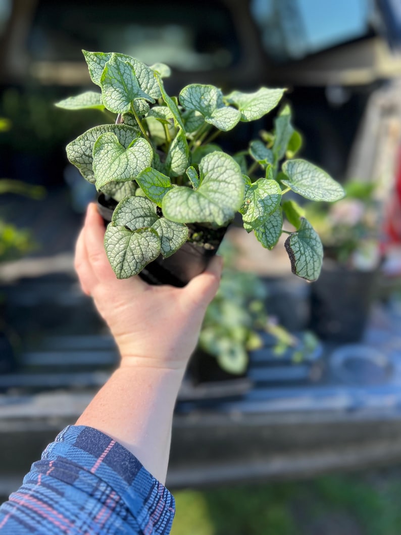 Brunnera Macrophylla 'alexander's Great' | Siberian Bugloss - Etsy