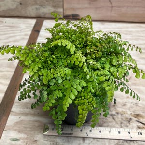 Adiantum Venustum | Himalayan Maidenhair Fern, Delicate Evergreen Fern ...