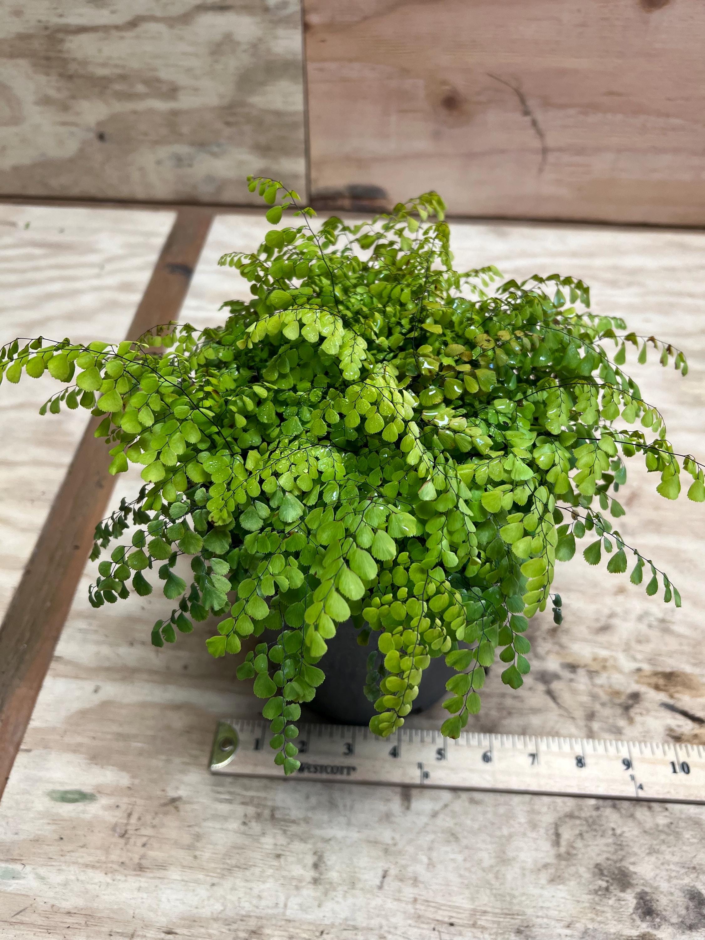 Adiantum Venustum | Himalayan Maidenhair Fern, Delicate Evergreen Fern ...