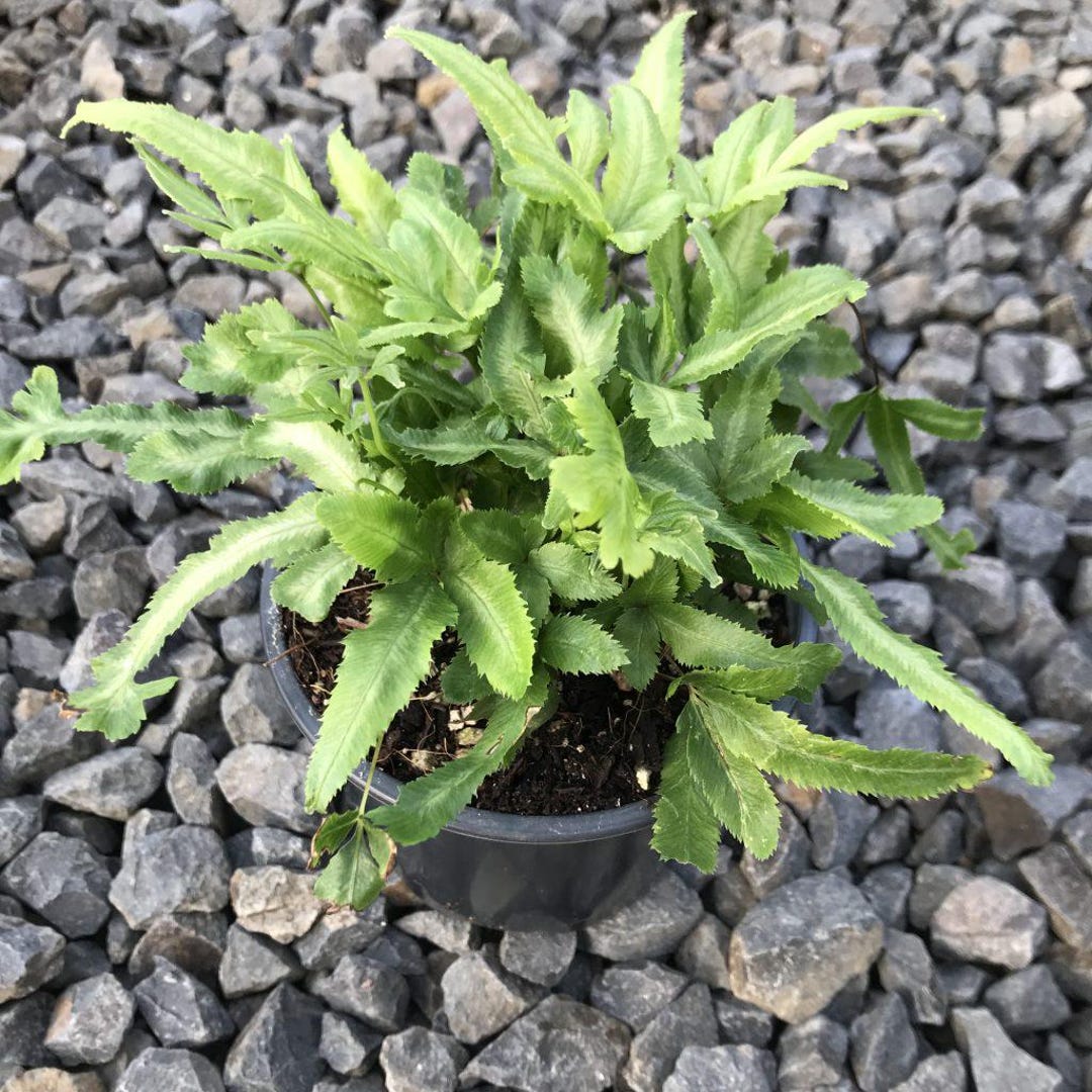 Pteris Cretica ‘mayii’ | Variegated Cretan Brake Fern | Elegant ...
