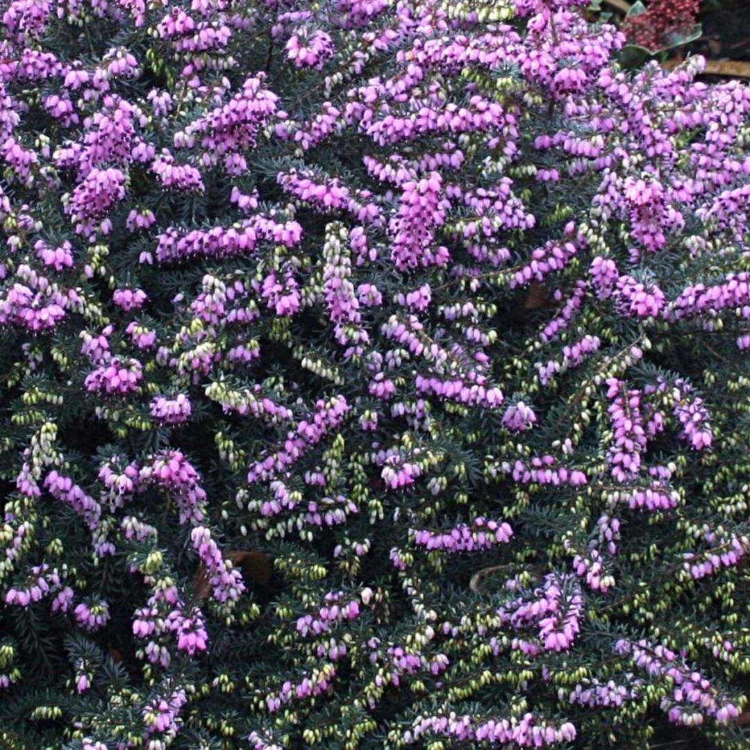 Erica X Darleyensis 'winterbelles Lucie' | Winter/spring Blooming ...