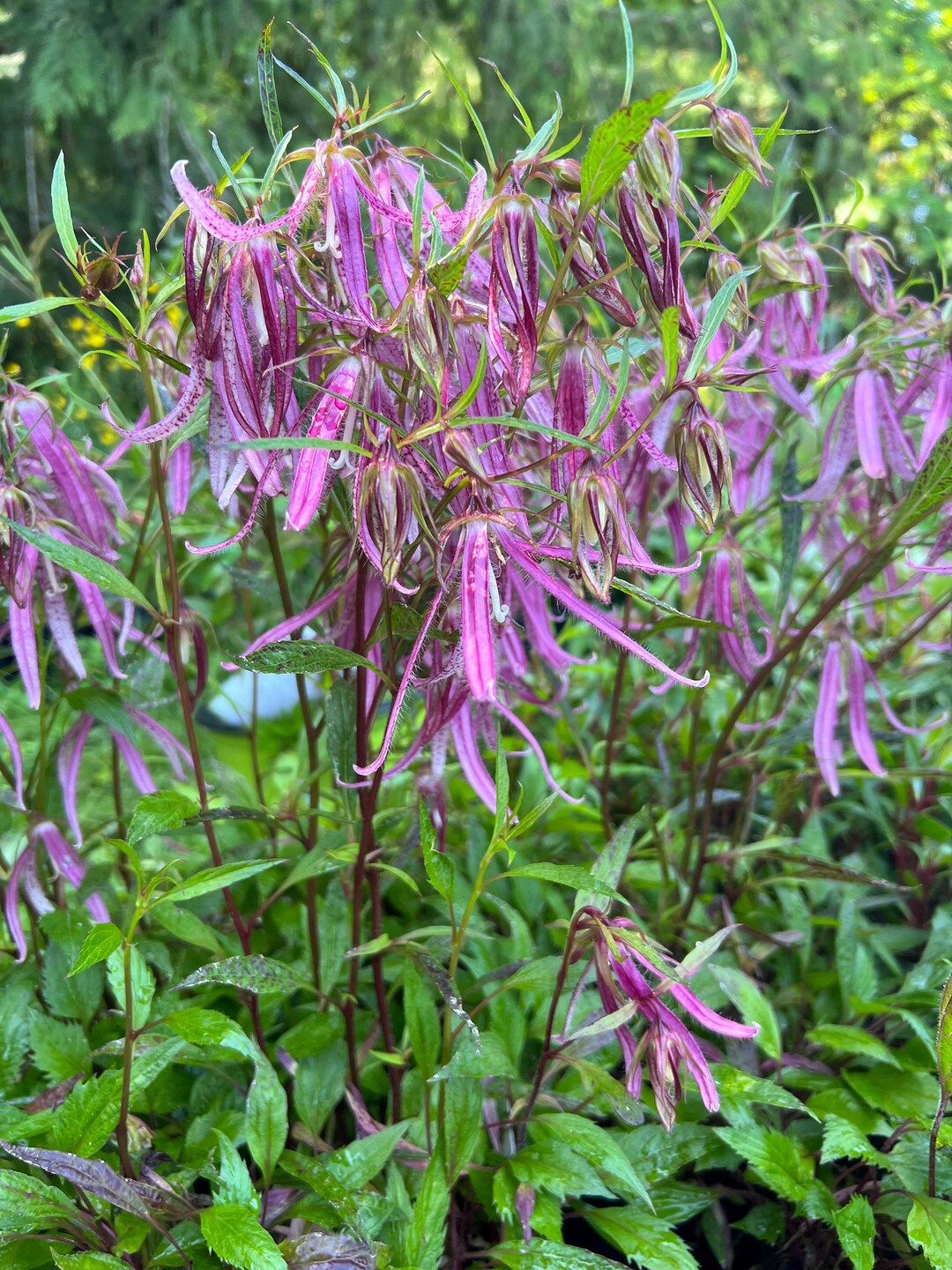 NEW Campanula 'pink Octopus Bellflower' - 1 Gallon, Well Rooted Live ...