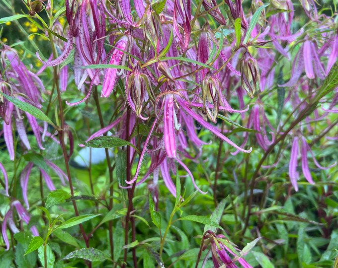 Campanula Punctata 'pink Octopus', Spotted Bellflower, Summer Flowering ...