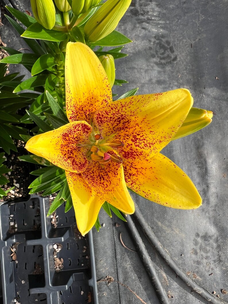 Lilium Asiatic 'tiny Nugget' | Compact Asiatic Lily | Bright Yellow ...