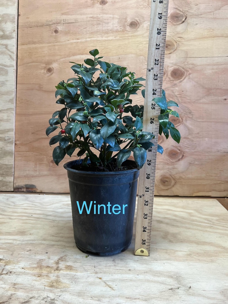 Sarcococca Ruscifolia | Fragrant Sweet Box, Evergreen Shrub - 1 Gallon ...