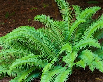 Western Sword Fern Plant, Polystichum Minutum, PNW Native Shade Fern - Etsy