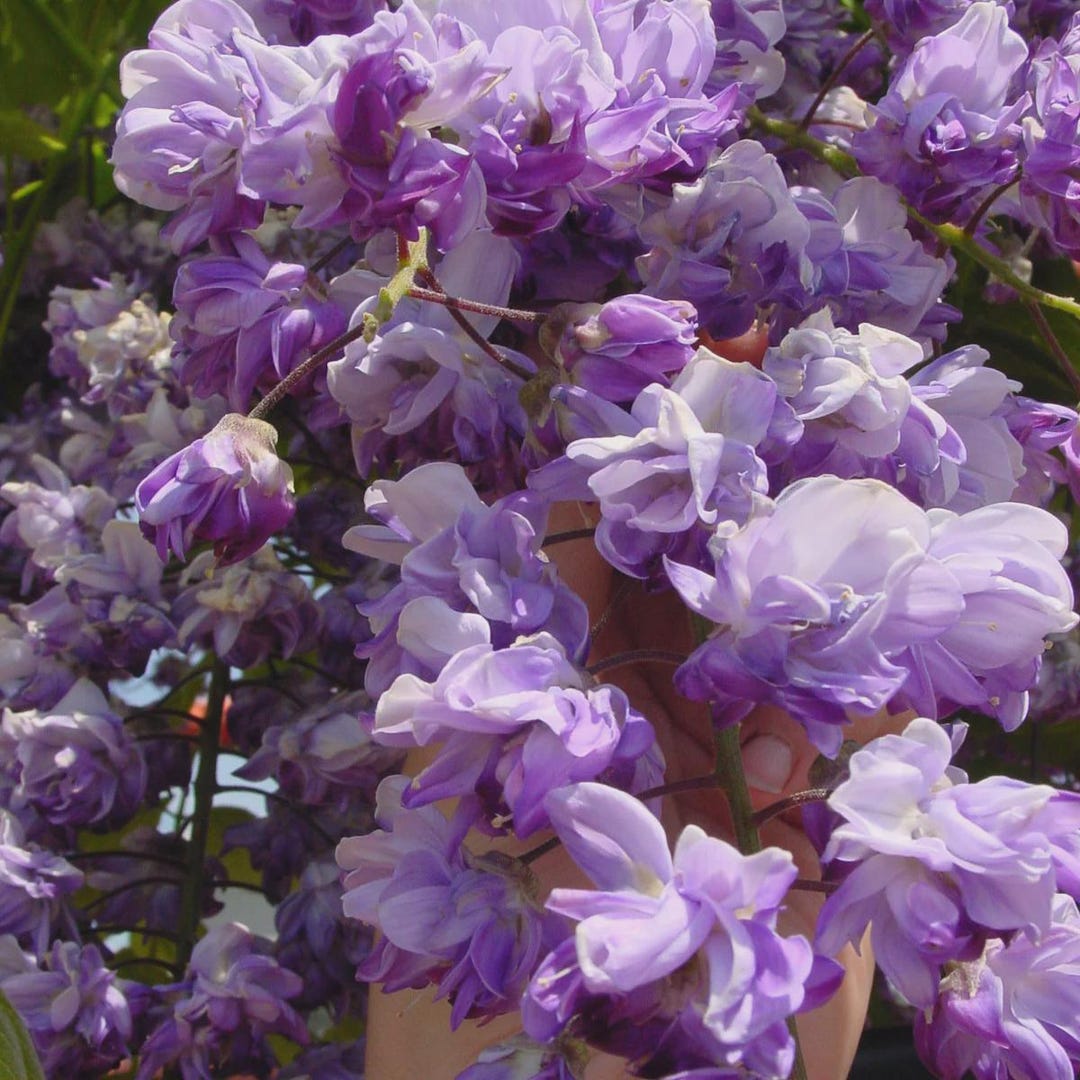 Wisteria 'black Dragon' | Double Flowering Wisteria - Etsy