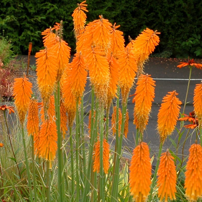 Kniphofia Uvaria 'mango Popsicle' | Red Hot Poker, Torch Lily - Etsy