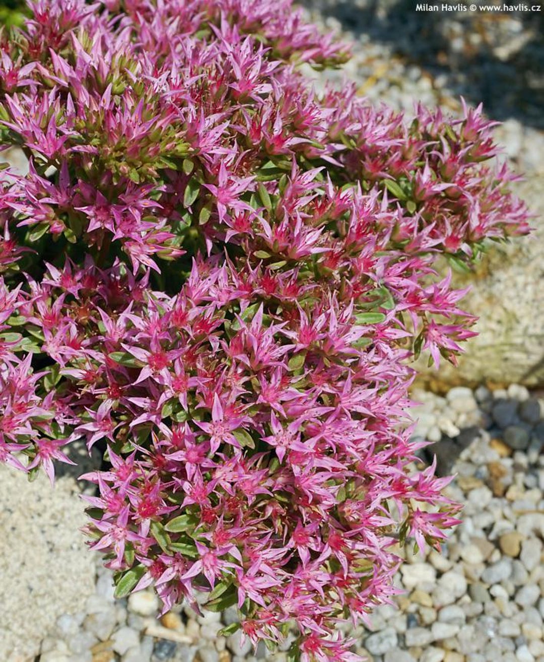 Sedum Spurium Pink Cloud | Stonecrop | Evergreen | Drought-tolerant ...