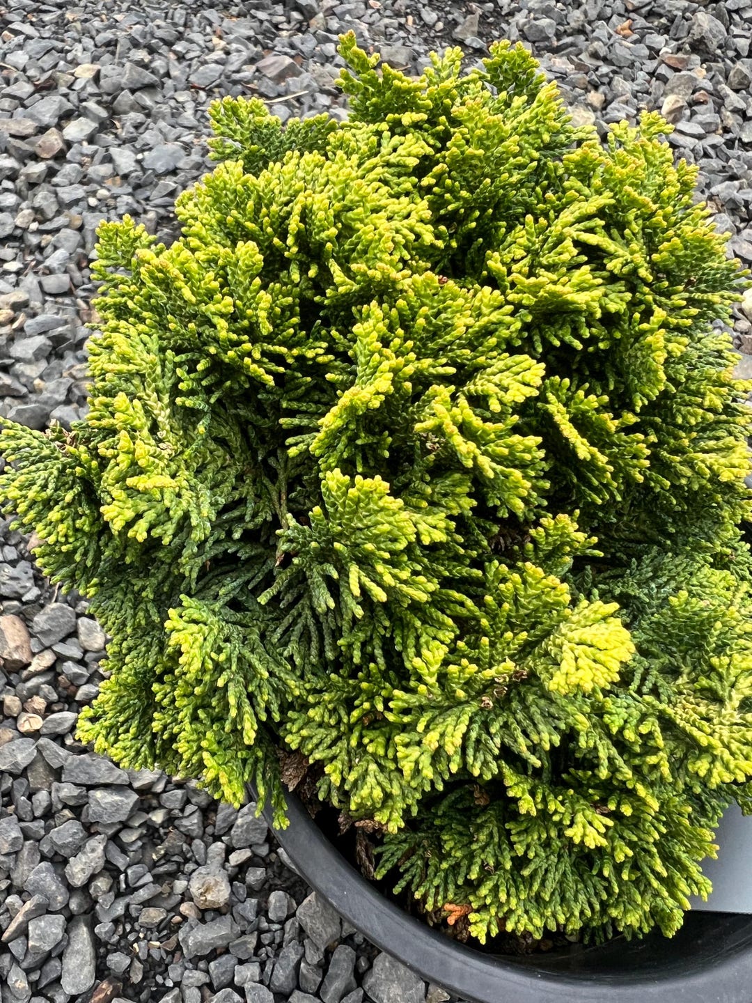Chamaecyparis Obtusa 'gold Hage' | Hinoki Cypress - Etsy