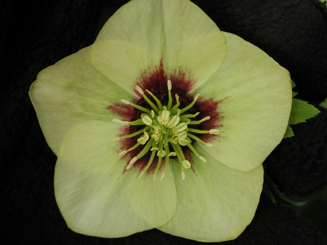 Lenten Rose Golden Sunrise, Yellow Christmas Rose, Winter Jewels Series ...