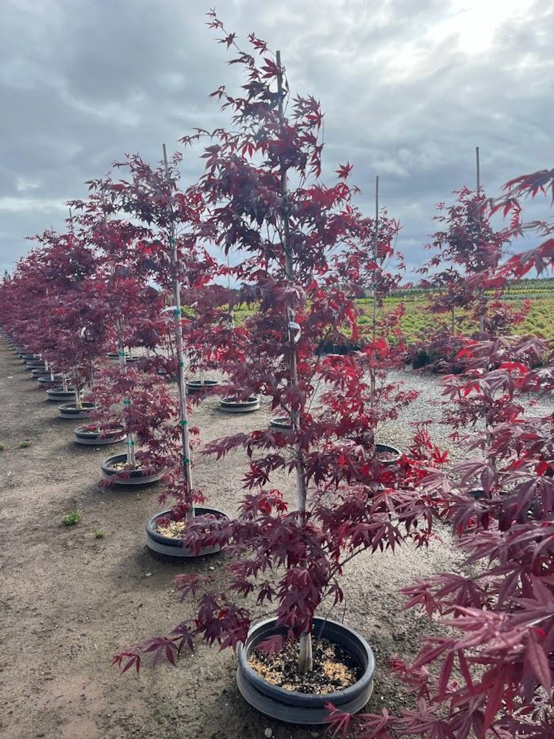 Acer Palmatum 'fireglow' | Compact Red Japanese Maple Tree | Stunning ...