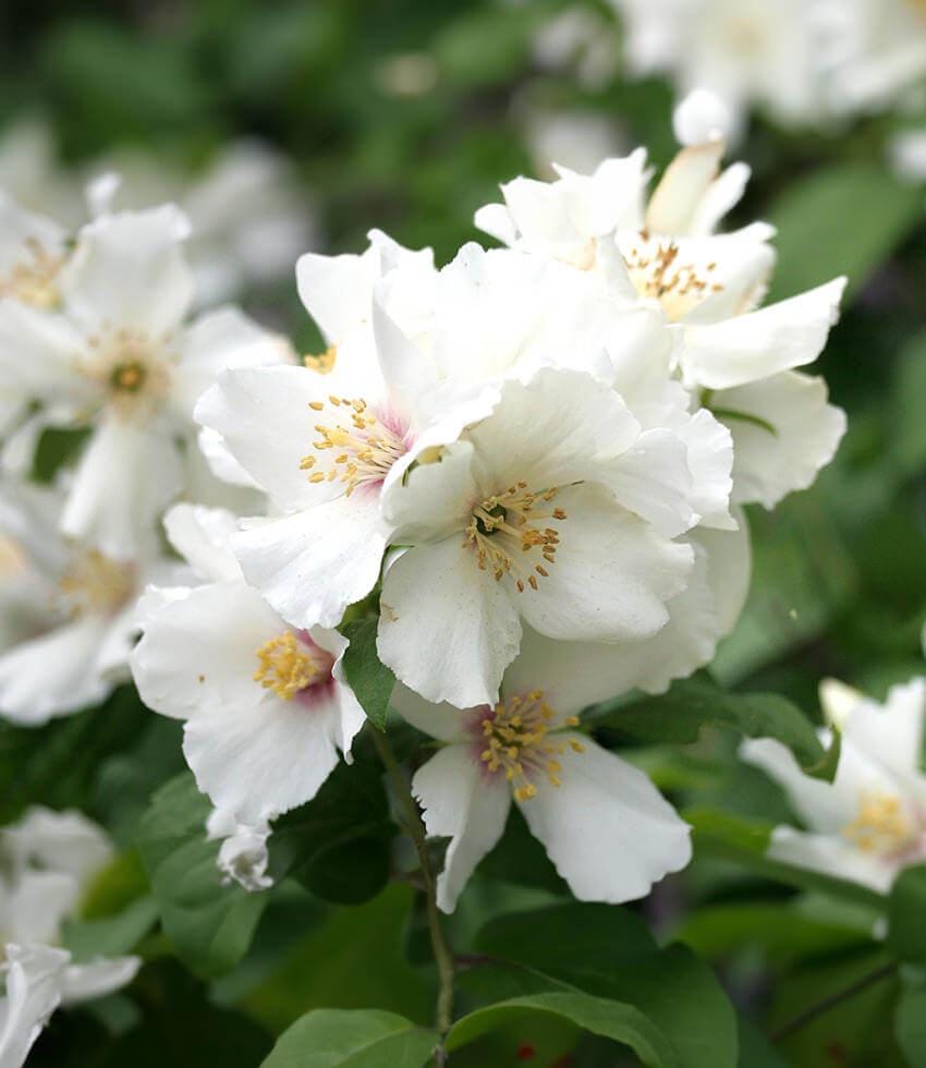 Belle Etoile Mock Orange