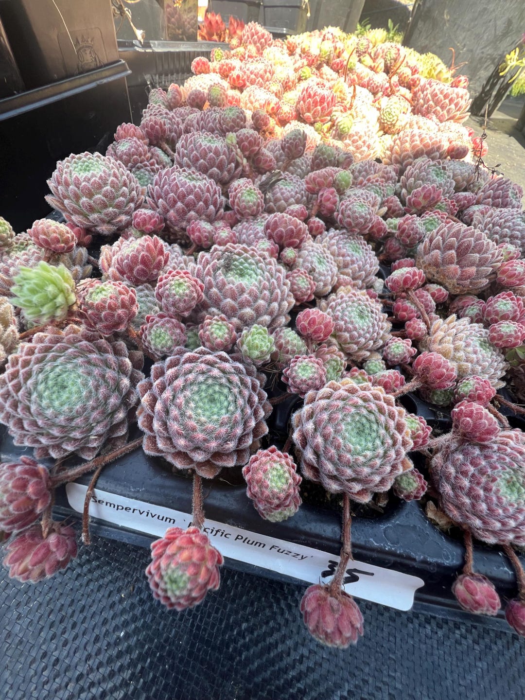 Sempervivum 'pacific Plum Fuzzy' | Maroon and Green Hens and Chicks ...
