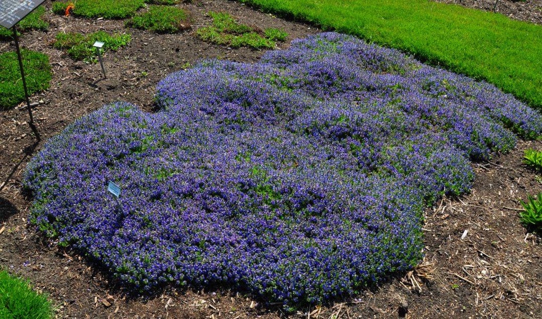 Veronica Tidal Pool, Blue Speedwell Groundcover 1 Gallon Potted Live ...