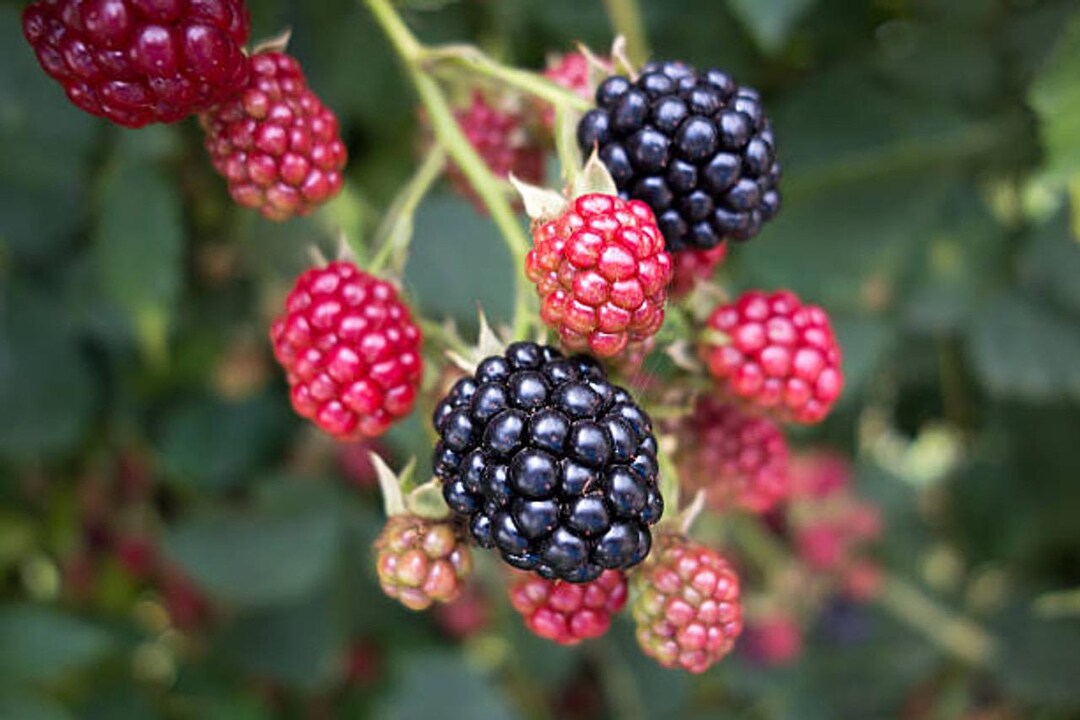 Berry Plant | Marionberry | Blackberry Hybrid | Rubus Hybrid | 1 Live ...