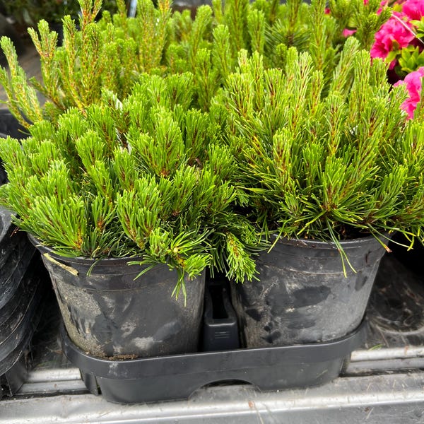 Mugo Pine - Etsy