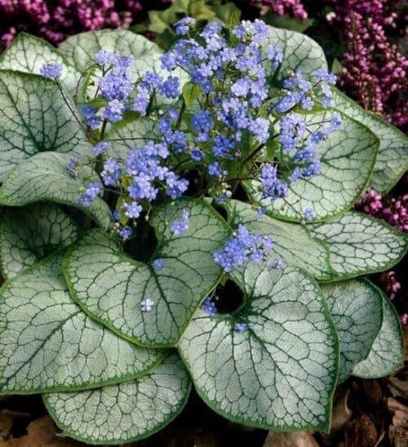 Brunnera Macrophylla 'alexander's Great' | Siberian Bugloss - Etsy